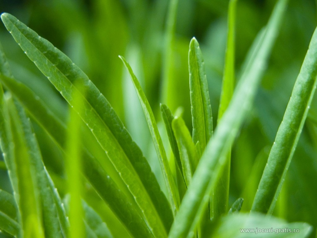 Blogul cu poezele: Iarbă